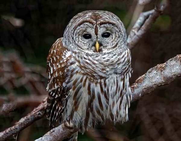 12 Types of Owls in Wisconsin: The Ultimate Guide!