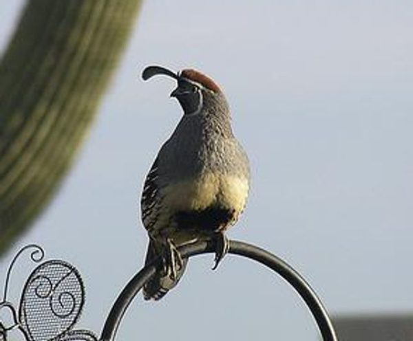 38 Most Common Birds in Arizona: A Birdwatcher’s Guide!