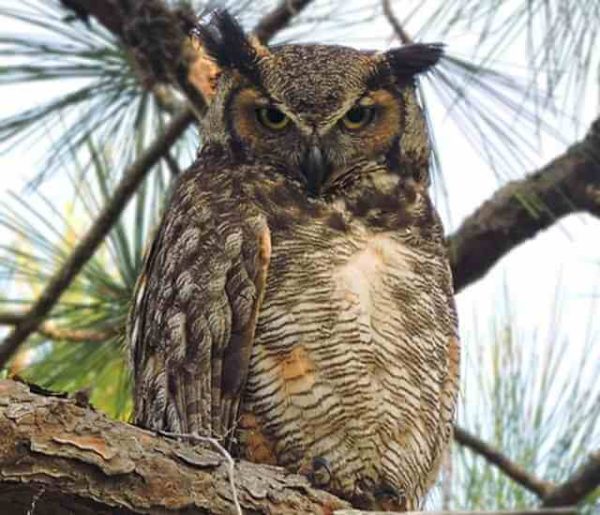 14 Owls in Southern California You Need to Know About!