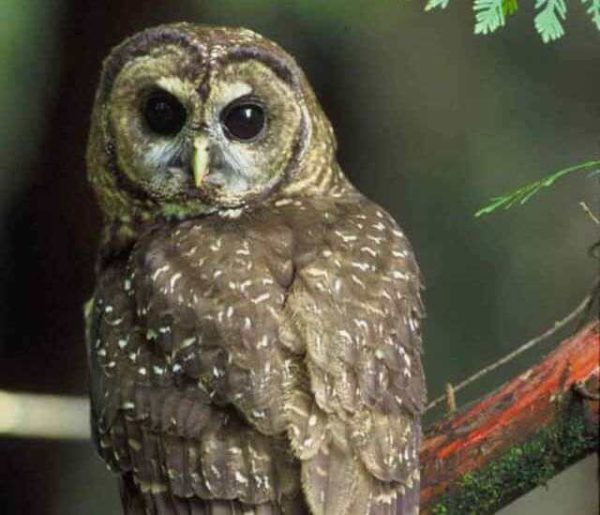 15 Types of Owls in Oregon: A Comprehensive Guide!