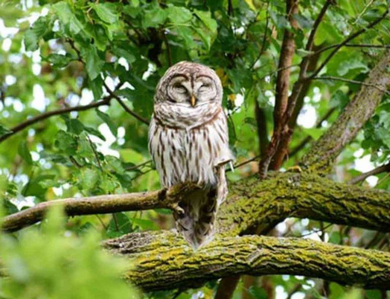 14 Owls in Southern California You Need to Know About!