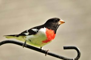 19 Birds Attracted To Maple Trees: Uncover the Connection