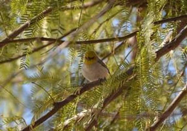 38 Most Common Birds in Arizona: A Birdwatcher’s Guide!