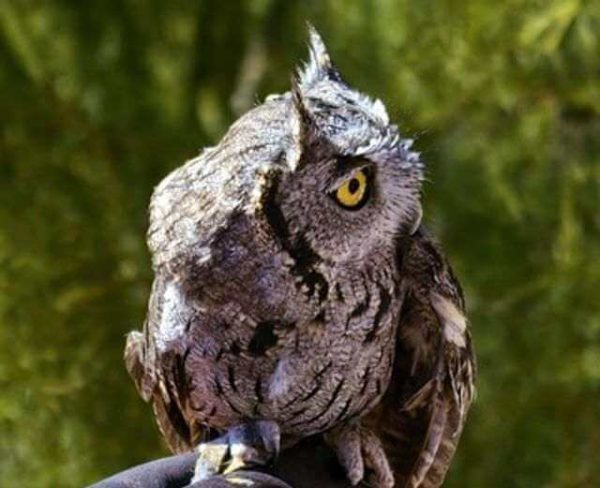 14 Owls in Southern California You Need to Know About!