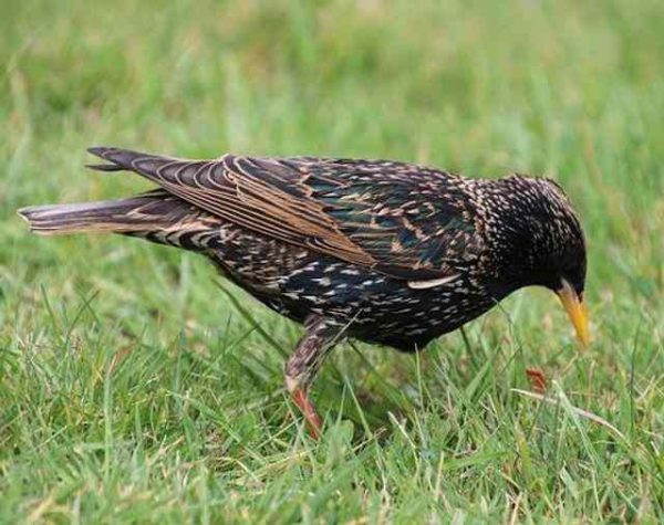 22 Backyard Winter Birds in Minnesota: Expert Guide!