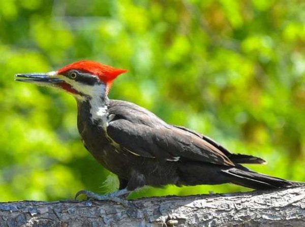 22 Backyard Winter Birds in Minnesota: Expert Guide!