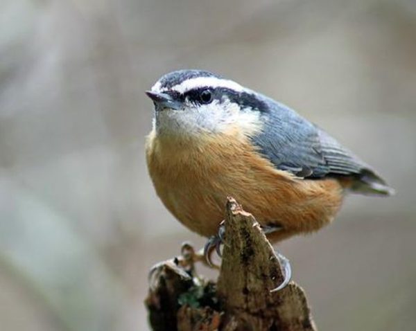 24 Backyard Winter Birds in Massachusetts: Expert Guide!