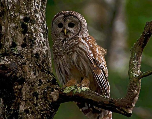 9 Types of Owls in Illinois You Need to Know About!