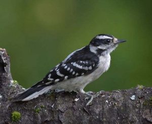 23 Backyard Winter Birds in Virginia: An Expert Guide!
