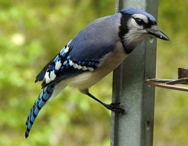 22 Backyard Winter Birds in Minnesota: Expert Guide!