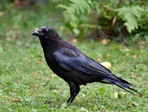 22 Backyard Winter Birds in Minnesota: Expert Guide!