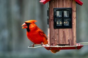 North Carolina State Bird: The Amazing Northern Cardinal!