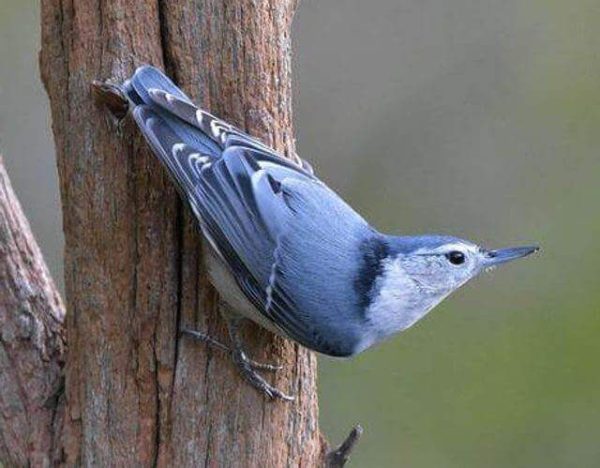 22 Backyard Winter Birds in Minnesota: Expert Guide!