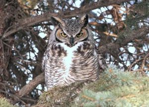 9 Types of Owls in Missouri You Need to Know About!