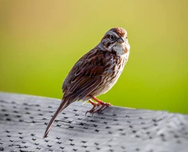 22 Backyard Winter Birds in New York: An Expert Guide!