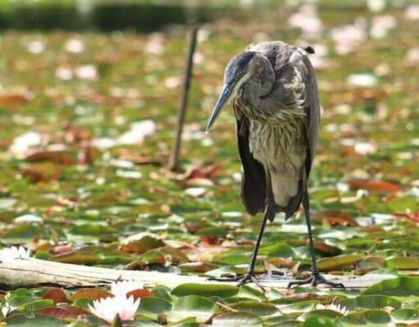 30 Best Birding Spots in Canada: The Ultimate Guide!