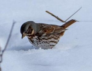 25 Backyard Winter Birds in Indiana: The Ultimate Guide!