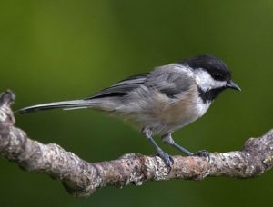 24 Backyard Winter Birds in New Hampshire: Expert Guide!