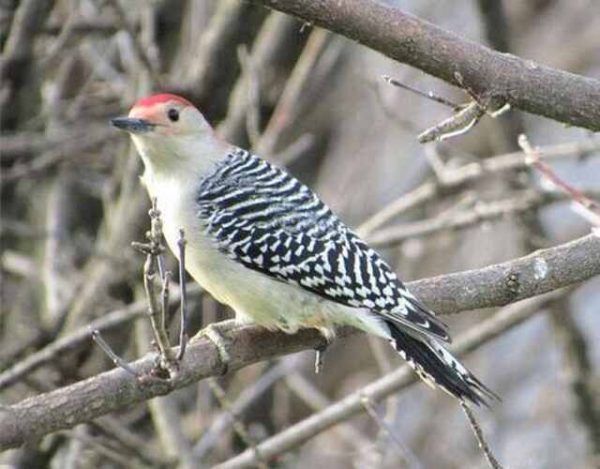 25 Backyard Winter Birds in Indiana: The Ultimate Guide!