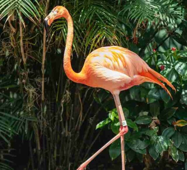 Why are Flamingos Pink? Nature's Stunning Secret!