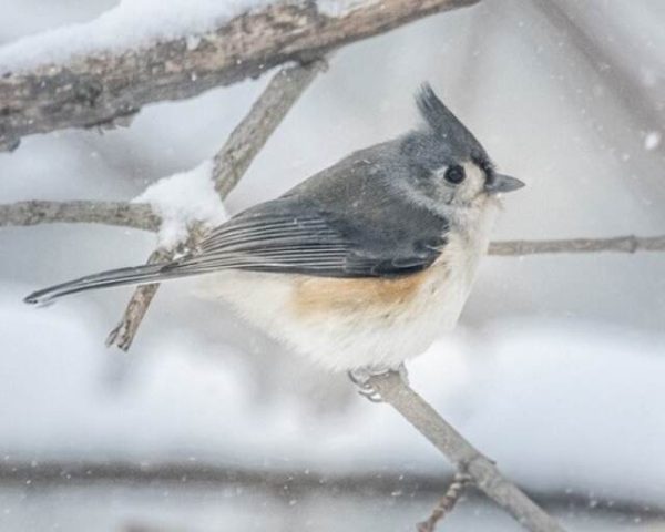 25 Backyard Winter Birds in Indiana: The Ultimate Guide!