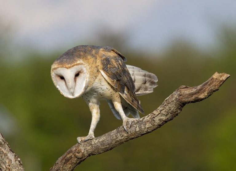 11 Types Owls in Vermont You Need to Know About!