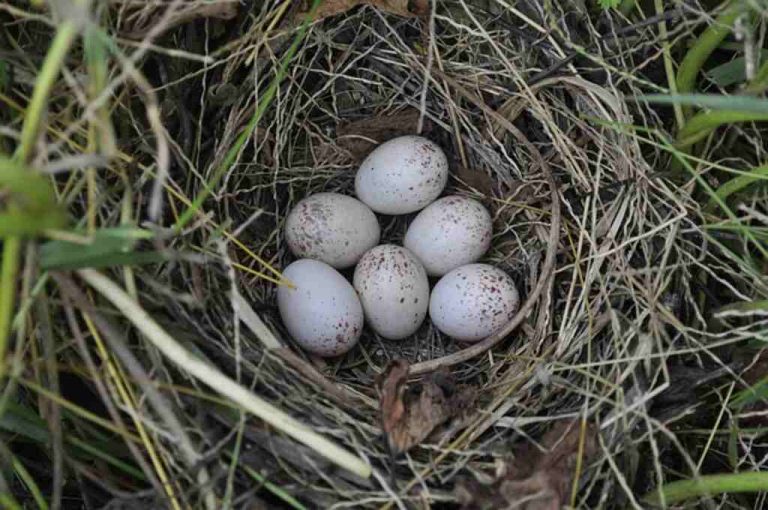 Do All Birds Lay Eggs? A Closer Look at Avian Biology!