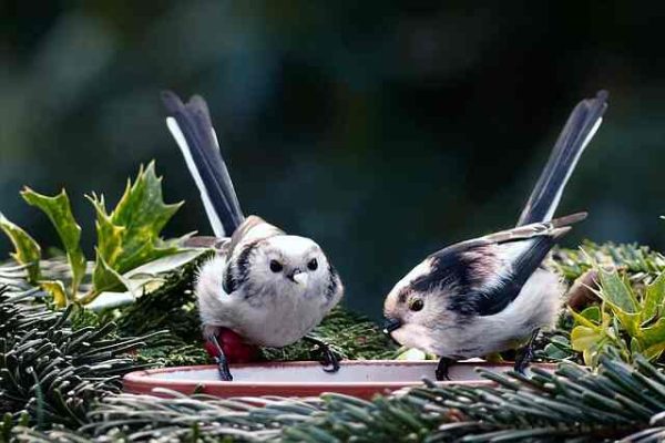 Do All Birds Have Tails? (Everything You Need To Know!)