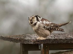When Do Owls Mate? A Complete Guide to Owl Reproduction!