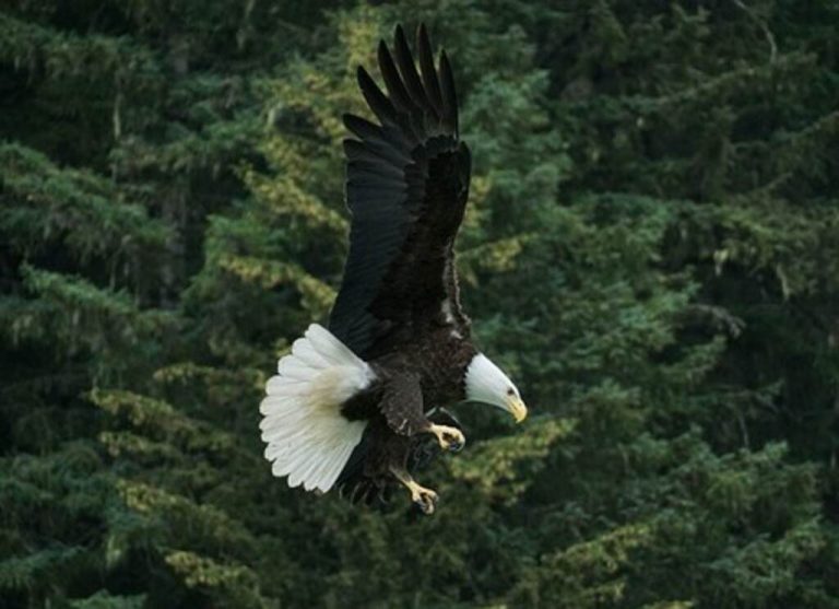 Which Bird Has The Best Eyesight? Exploring Avian Optics!