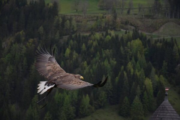 How Fast Can Eagles Fly? Uncover Their Incredible Speed!