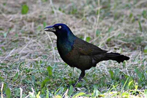 17 Birds with Iridescent Feathers: Shimmering Splendor!