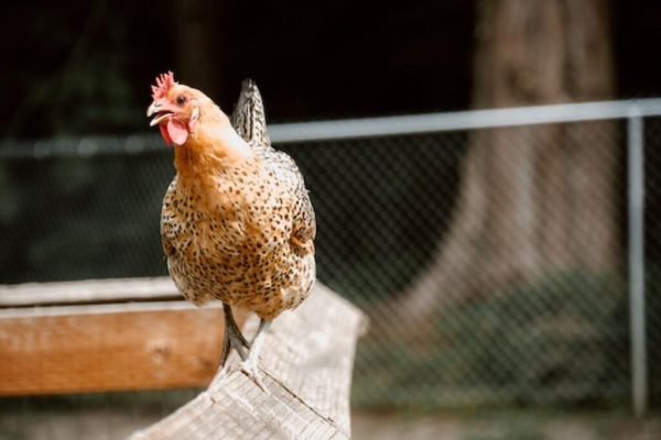 The Truth About Chicken Flight: Can Chickens Really Fly?