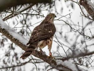 10 Types of Hawks in Iowa: The Ultimate Guide!