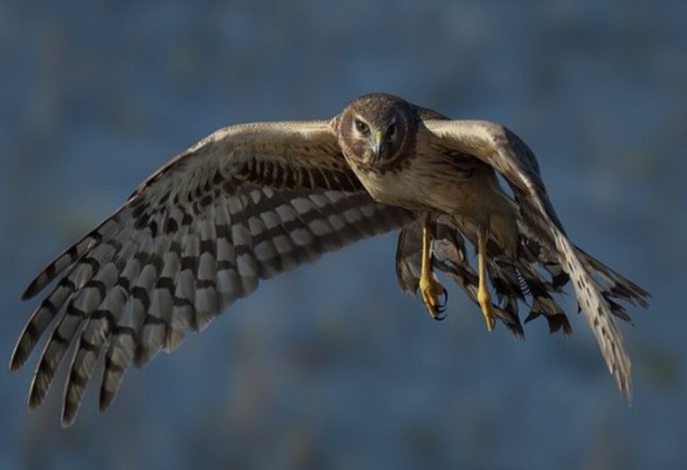 10 Types of Hawks in Iowa: The Ultimate Guide!
