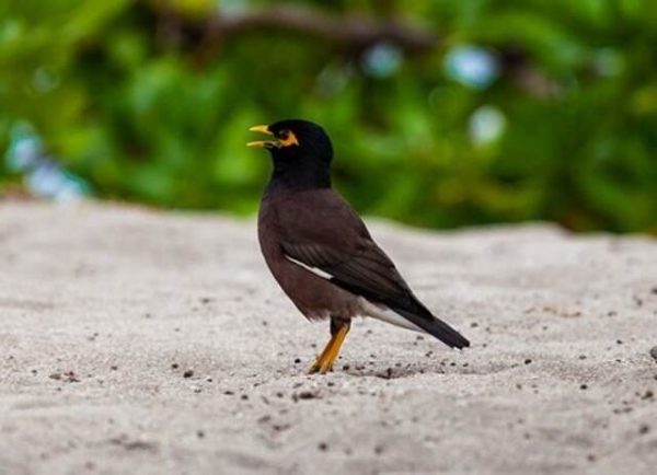 Why Do Birds Imitate Sounds? Unlocking Nature's Mimicry!
