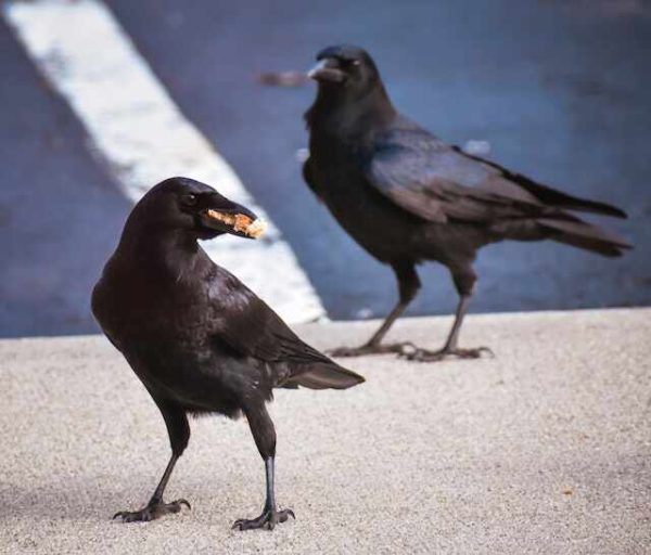 Can Birds Eat French Fries? Understanding The Risks!