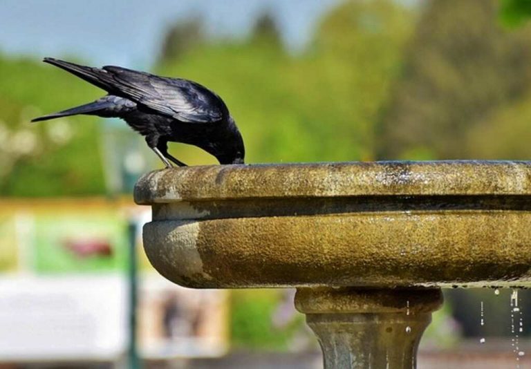 How Long Can A Bird Go Without Water? Key Survival Facts!
