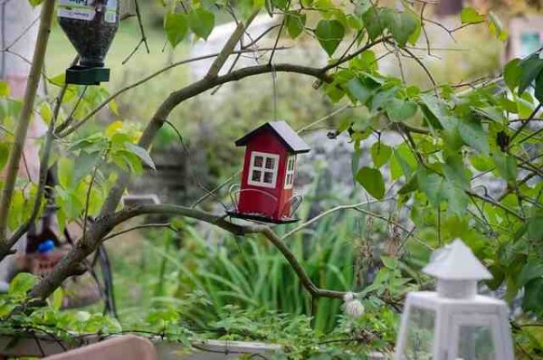 How to Create a Bird-friendly Backyard? (An Easy Guide!)