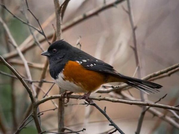 How To Identify Birds: A Complete Guide to Birdwatching!