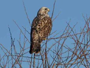 How Do Hawks See? Exploring their Remarkable Vision!