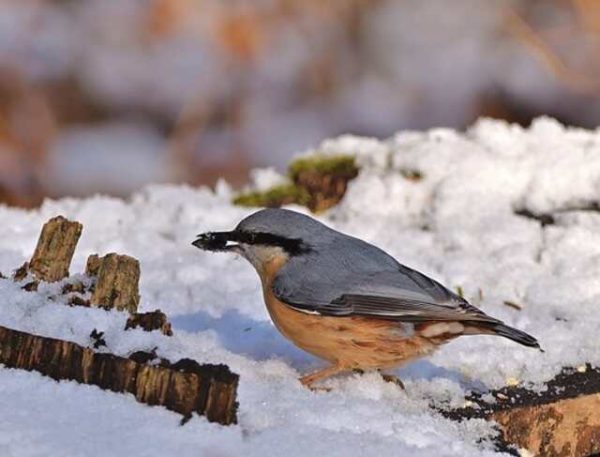 How To Identify Birds: A Complete Guide to Birdwatching!