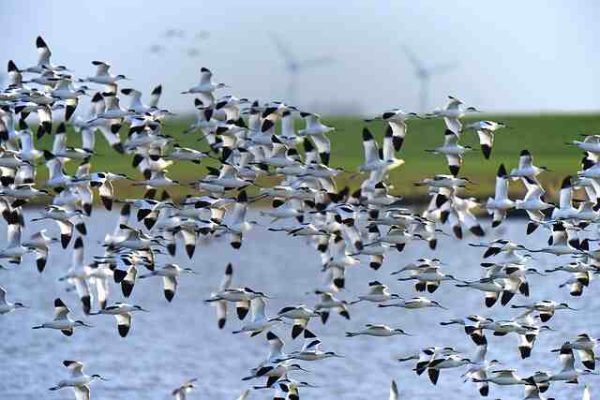 The Fascinating World of Bird Migration Patterns Unveiled