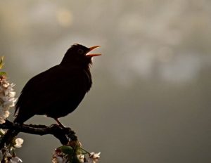 How to Identify Birds by Sounds? Expert Tips and Tricks!