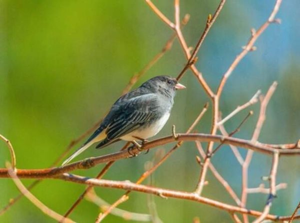 10 Best Birding Spots in the United States You Can’t Miss!