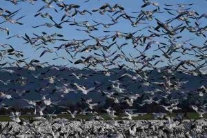 The Fascinating World of Bird Migration Patterns Unveiled