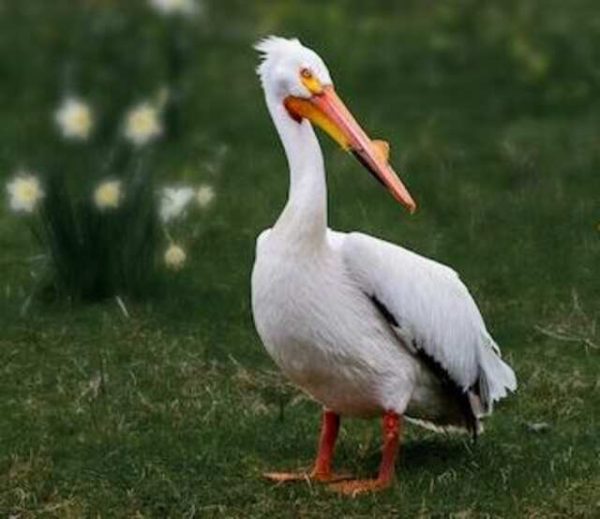 16 Birds with Colorful Beaks: See Nature's Paintbrush!