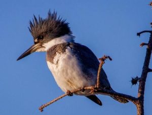 Do Kingfishers Migrate? Unveiling Bird Migration Secrets!