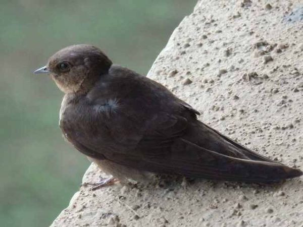 7 Birds That Look Like Bats: You Won't Believe Your Eyes!