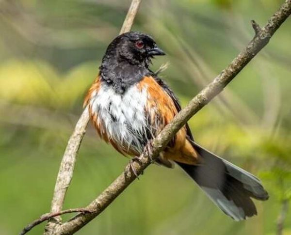 21 Remarkable Birds with Red Eyes: See Nature's Marvels!